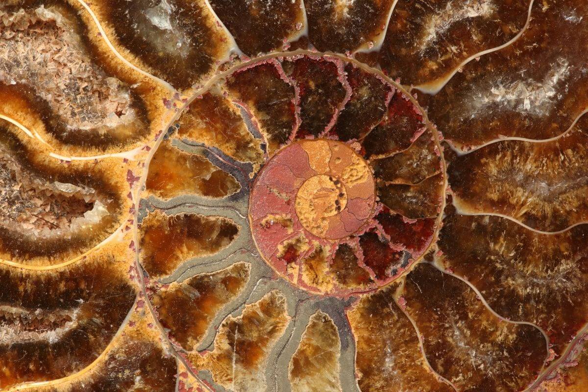 A Guide to Ammonite: Meaning, Properties and Everyday Uses – HAWKHOUSE