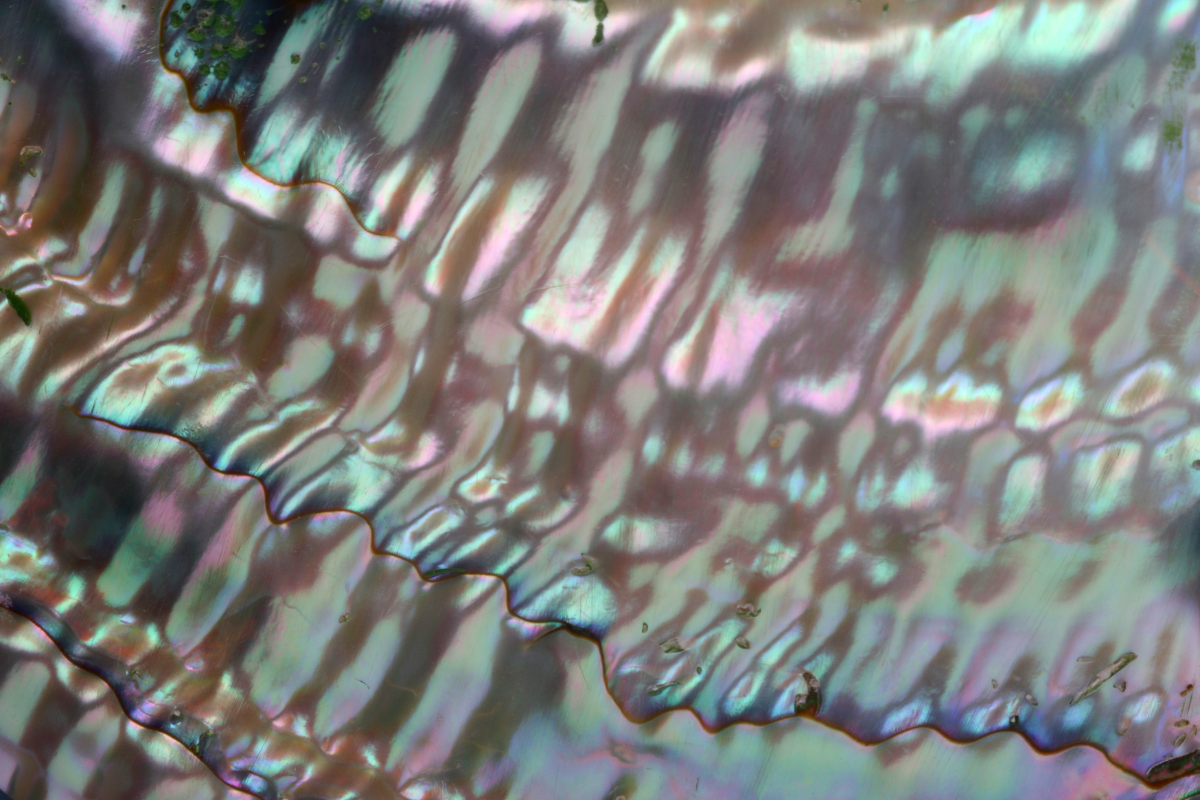 A Guide to Shell: Meaning, Properties and Everyday Uses – HAWKHOUSE